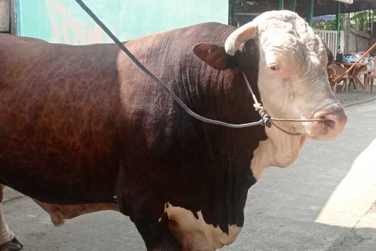Sapi "Bule" 1,1 Ton Jadi Hewan Kurban Presiden Jokowi di Palembang