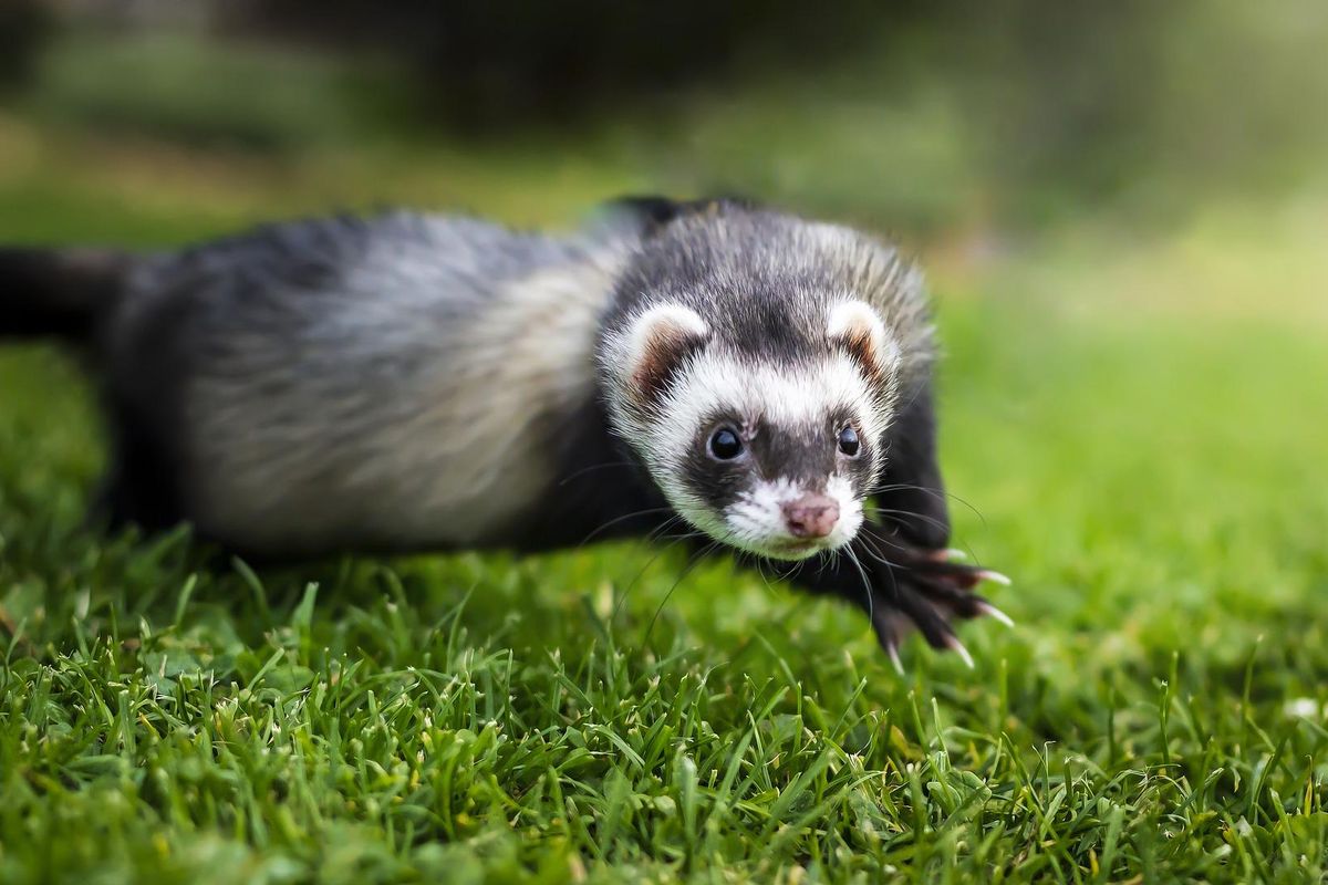 Cara Memelihara Musang Ferret, dari Perawatan, Diet, sampai Keseahatan