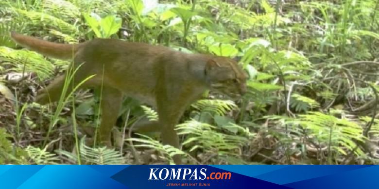 Mengenal Kucing Merah, Hewan Langka dari Pulau Kalimantan