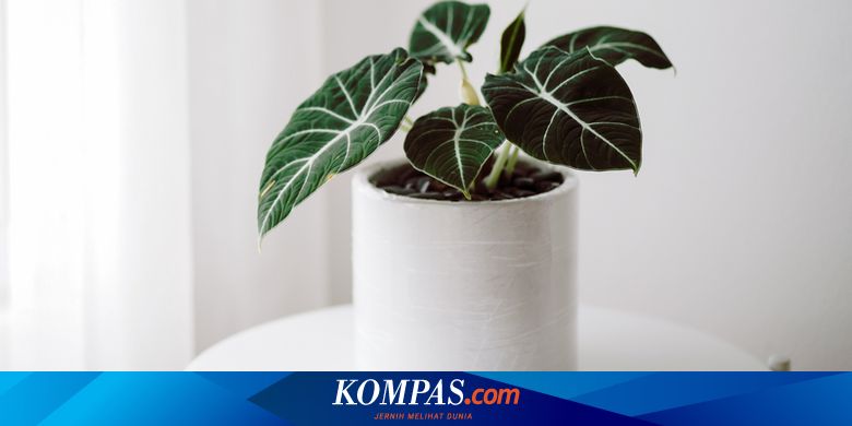 5 Tanaman Hias yang Tumbuh Subur di Tempat Minim Sinar Matahari