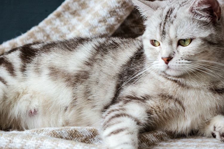 7 Tanda Kucing Hamil dan Cara Merawatnya