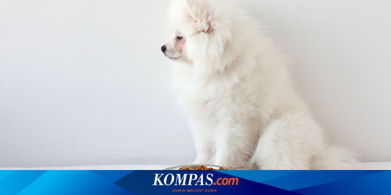 3 Penyebab Anjing Tidak Mau Makan dan Cara Mengatasinya