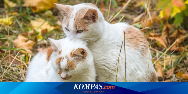 5 Penyebab Kucing Menggigit Leher Kucing Lain