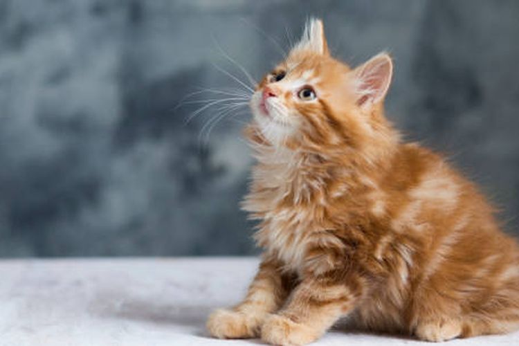 Ras Kucing American Bobtail, Karakteristik, dan Cara Perawatannya