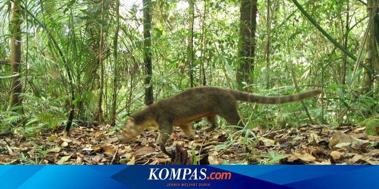 Musang Sulawesi yang Langka Berhasil Didokumentasikan Balai TNBNW