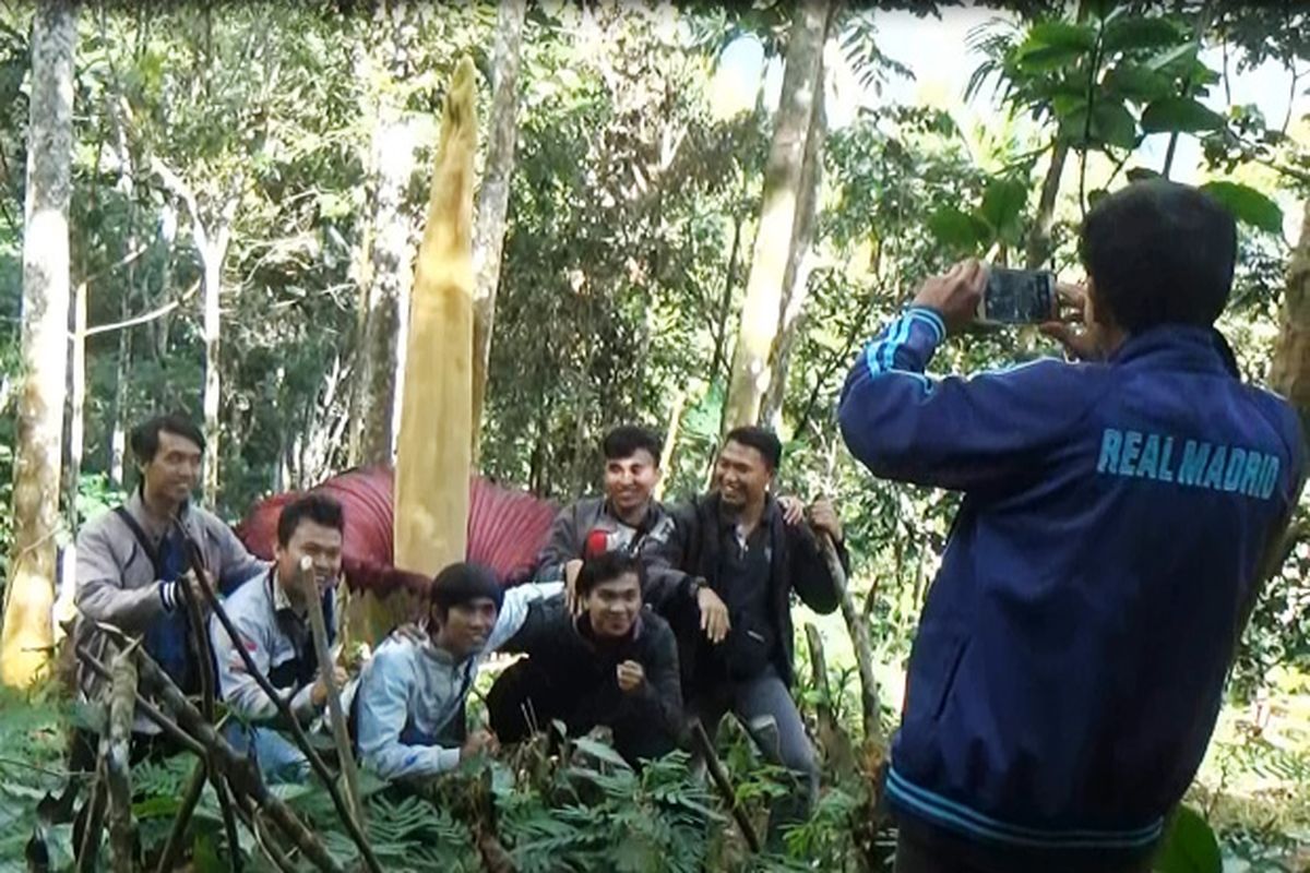 Bunga Bangkai Raksasa Mekar di Bengkulu