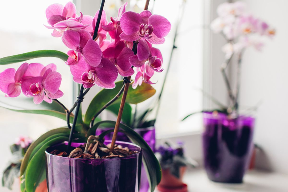 4 Lokasi Terbaik Meletakkan Bunga Anggrek di Rumah agar Bawa Hoki