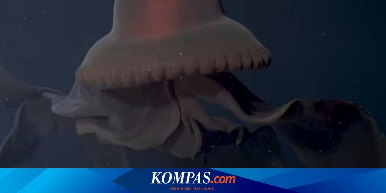 Ubur-ubur Raksasa Super Langka Ini Terekam Kamera Robot Laut Dalam