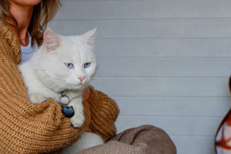 Mengenal Kucing Anggora: Karakteristik dan Cara Perawatannya