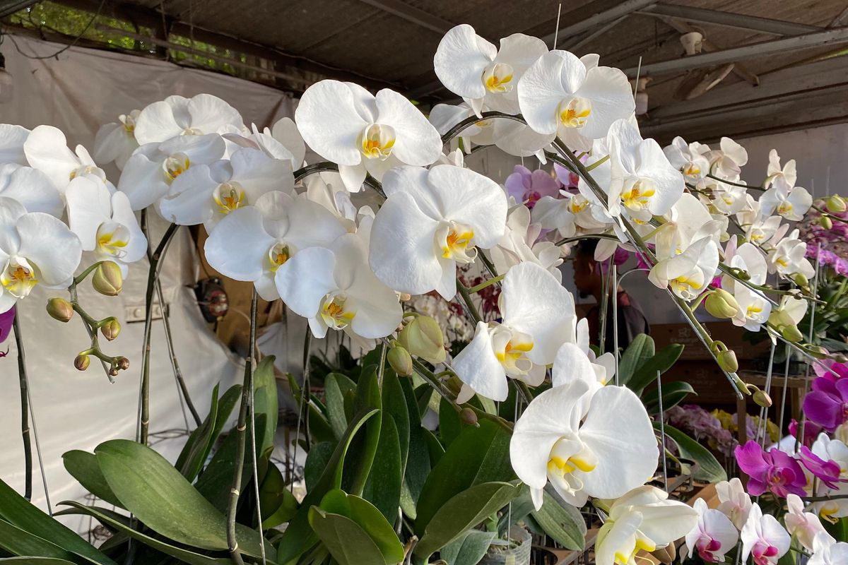 7 Cara Merawat Anggrek agar Tumbuh Subur dan Terus Berbunga