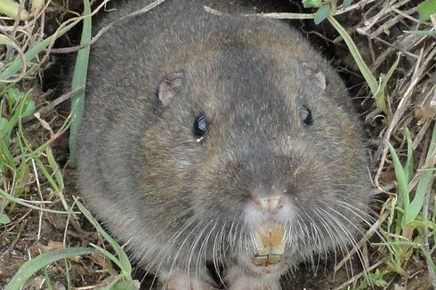 Berita Harian Tikus Tanah Terbaru Hari Ini - Kompas.com