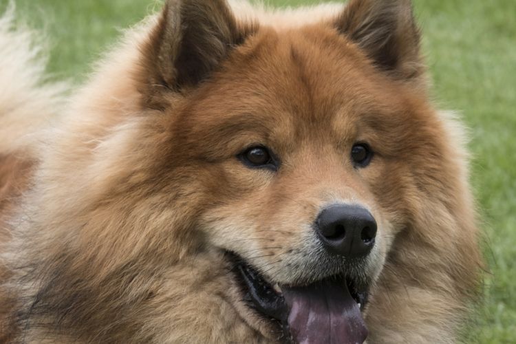 8 Ras Anjing yang Terlihat Mirip Singa, Penyayang dan Setia