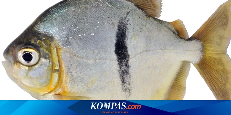 Spesies Ikan Baru Mirip Piranha Dinamai Sauron, seperti Karakter di ...
