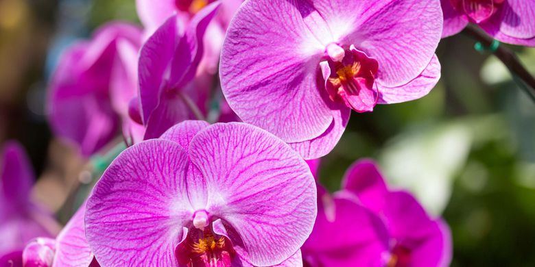 Mengenal Asal-usul dan Arti Bunga Anggrek Berdasarkan Warnanya - Kompas.com