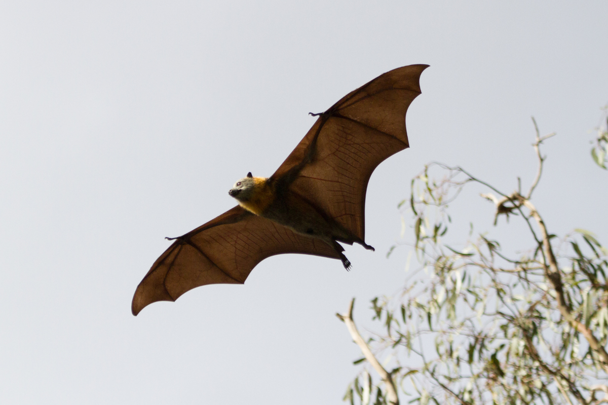 Paniki, Kuliner Ekstrem Khas Minahasa dari Daging Kelelawar