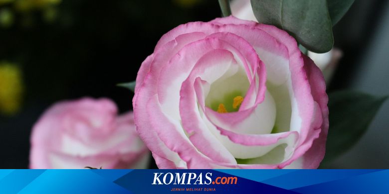 12 Bunga yang Mirip Bunga Mawar, Tidak Kalah Cantik