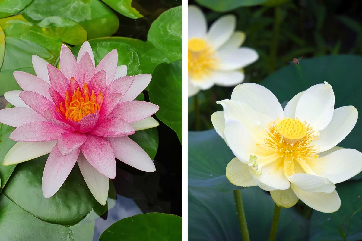 Lotus atau Teratai? Kenali 5 Perbedaan Utama Bunga Air Populer Ini