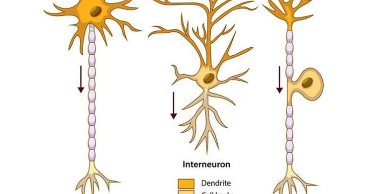 Berita Harian Macam Macam Neuron Berdasarkan Fungsinya Terbaru Hari Ini ...
