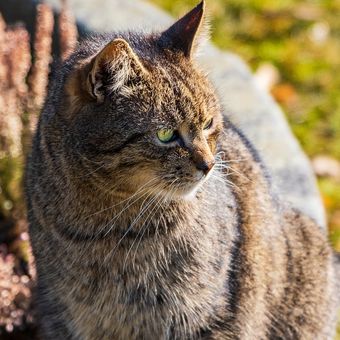 3 Cara Mengusir Kucing Liar dari Rumah Tanpa Menyakiti