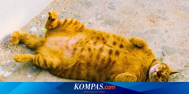 Kelebihan Berat Badan pada Kucing, Berikut Risko dan Cara Mengatasinya
