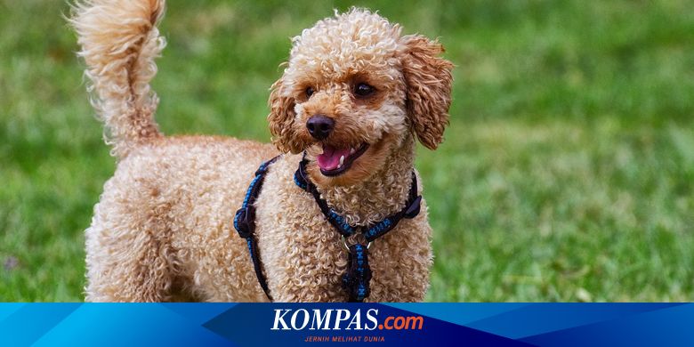 10 Ras Anjing Kecil yang Lucu dan Menggemaskan