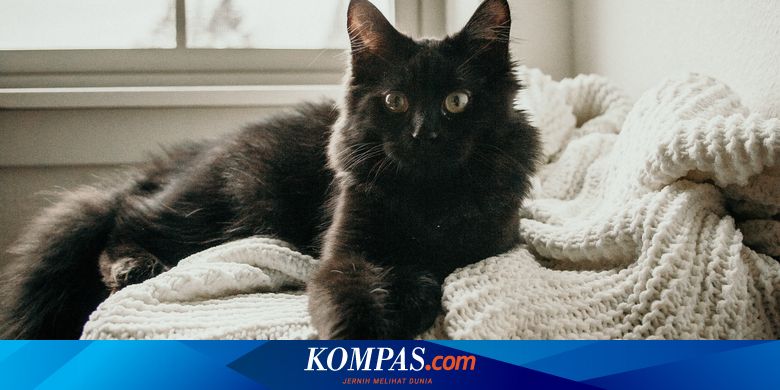 Bahaya di Balik Luka Cakaran Kucing