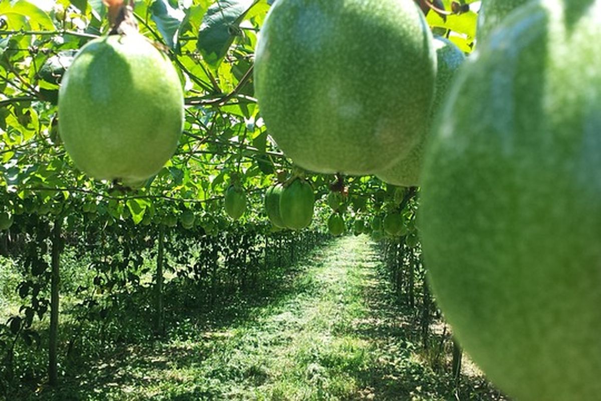 Cara Menanam Markisa yang Benar dari Persiapan Benih sampai Panen