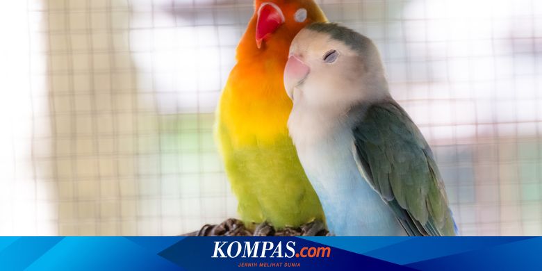 Bagaimana Cara Burung Tidur dan Berapa Lama? Halaman all - Kompas.com