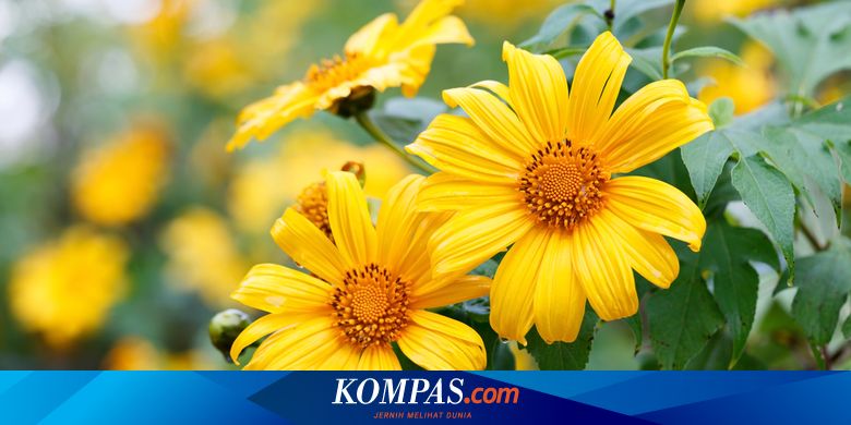 7 Bunga Berwarna Kuning yang Bikin Rumah Lebih Cerah dan Ceria