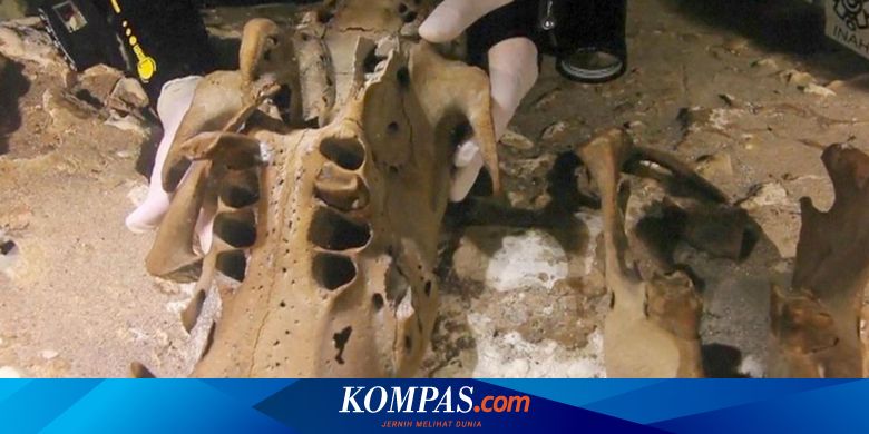 Spesies Kungkang Raksasa Ditemukan, Beratnya sampai 200 Kilogram