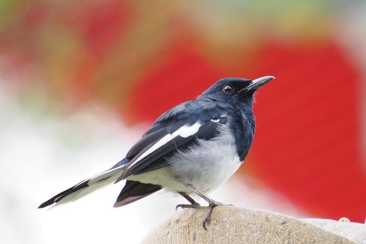 Arti Burung Murai Dalam Feng Shui dan Cara Menggunakannya di Rumah