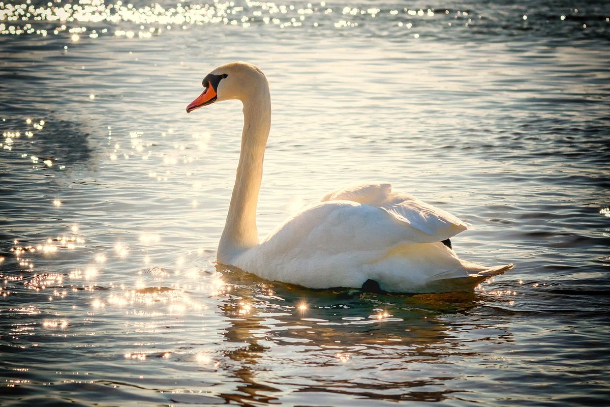 tari angsana menggambarkan tentang hewan
