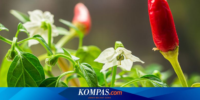 Penyebab Bunga Cabai Rontok dan Bagaimana Mengatasinya