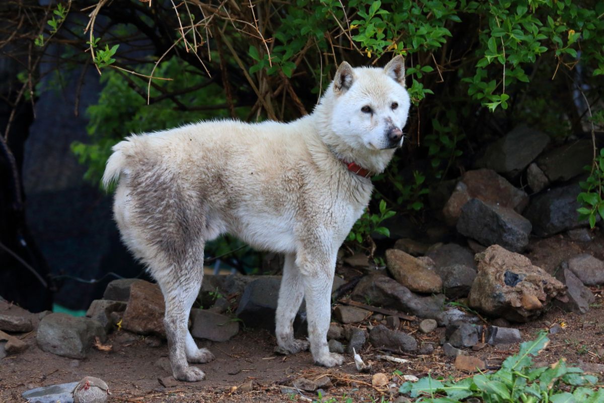 7 Ras Anjing Asal Korea, Beberapa Hampir Punah