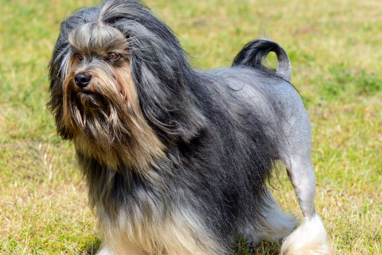 10 Ras Anjing Termahal di Dunia, Ada yang Mencapai Miliaran