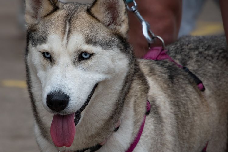 Mengenal Anjing Siberian Husky, dari Sejarah, Tampilan, hingga Naluri