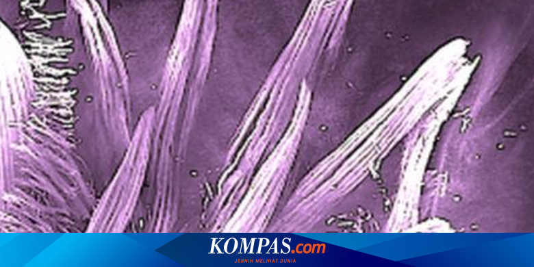 Ahli Temukan Otot Tangan Mirip Kadal pada Janin di Rahim, Apa Artinya?