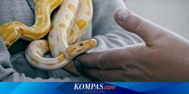Benarkah Pengobatan Gigitan Ular Peliharaan Tak Ditanggung BPJS Kesehatan?