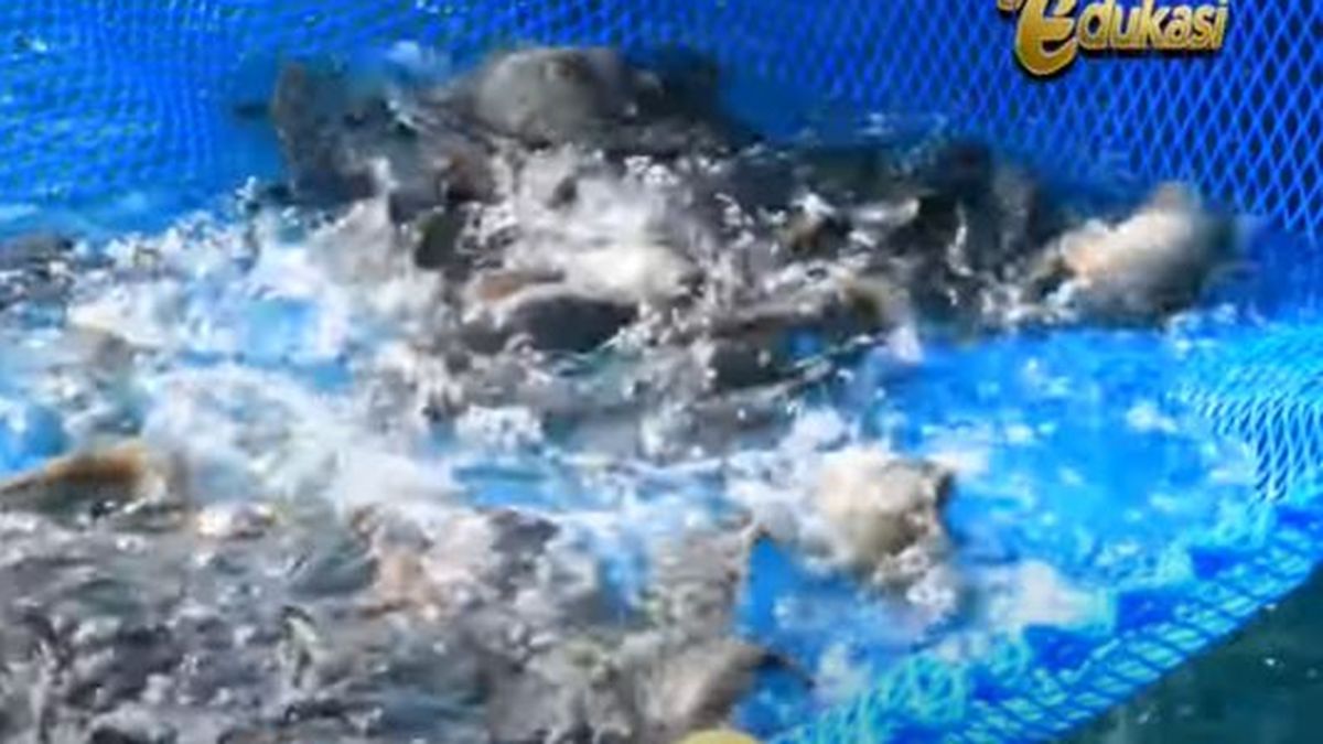 Tahapan Sampling Ikan Laut