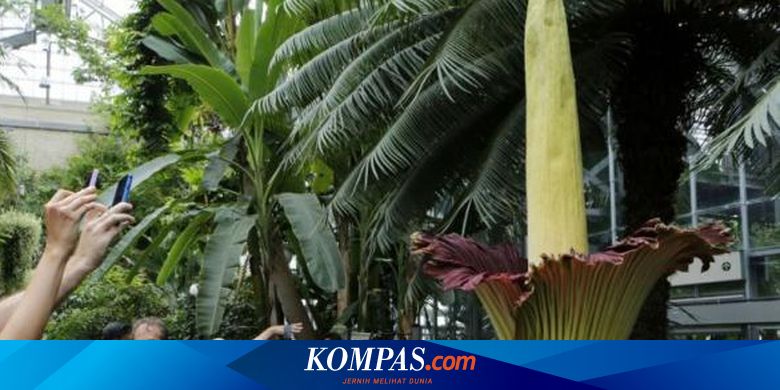 Kenapa Bunga Bangkai Berbau Busuk? Sains Jelaskan