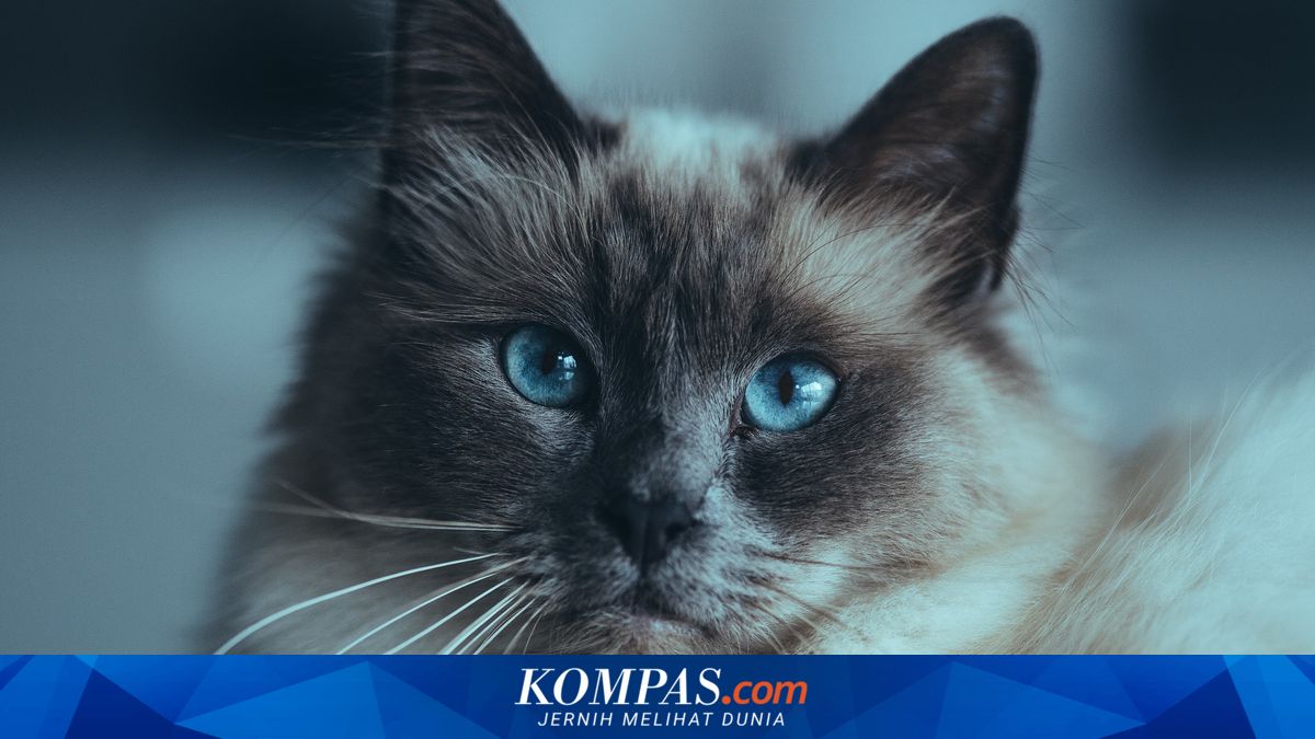 8 Tempat Beli Kucing di Jakarta