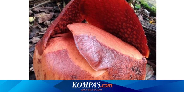 Bunga Rafflesia Arnoldii Hampir Mekar di Halaman Rumah Warga Agam Sumbar