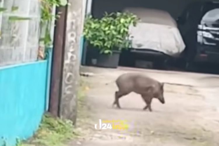Babi Hutan Berkeliaran di Pejaten, Dikejar Ojol dan Warga