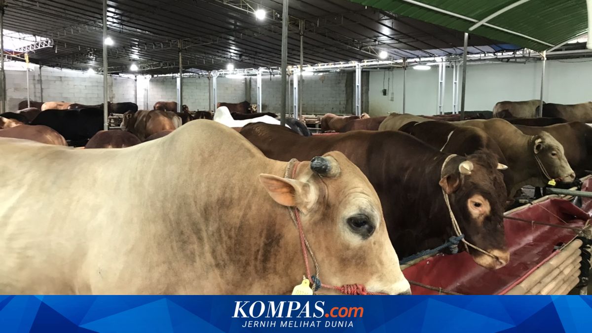 Ciri Khas Sapi Limosin yang Beratnya Bisa Capai Lebih dari 1 Ton