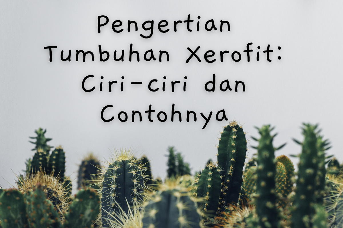 Pengertian Tumbuhan Xerofit: Ciri-ciri dan Contohnya