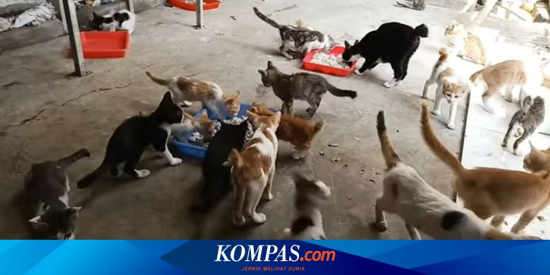 Sisihkan Uang Gaji, Pemuda Semarang Ini Keliling Beri Makan dan Rawat Ratusan Kucing Jalanan
