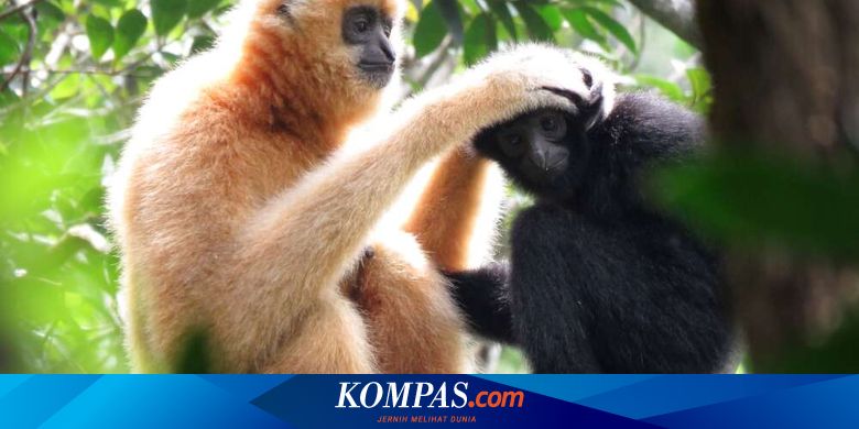 Selamatkan Primata Terlangka di Dunia, Ahli Bikin Jembatan Buatan