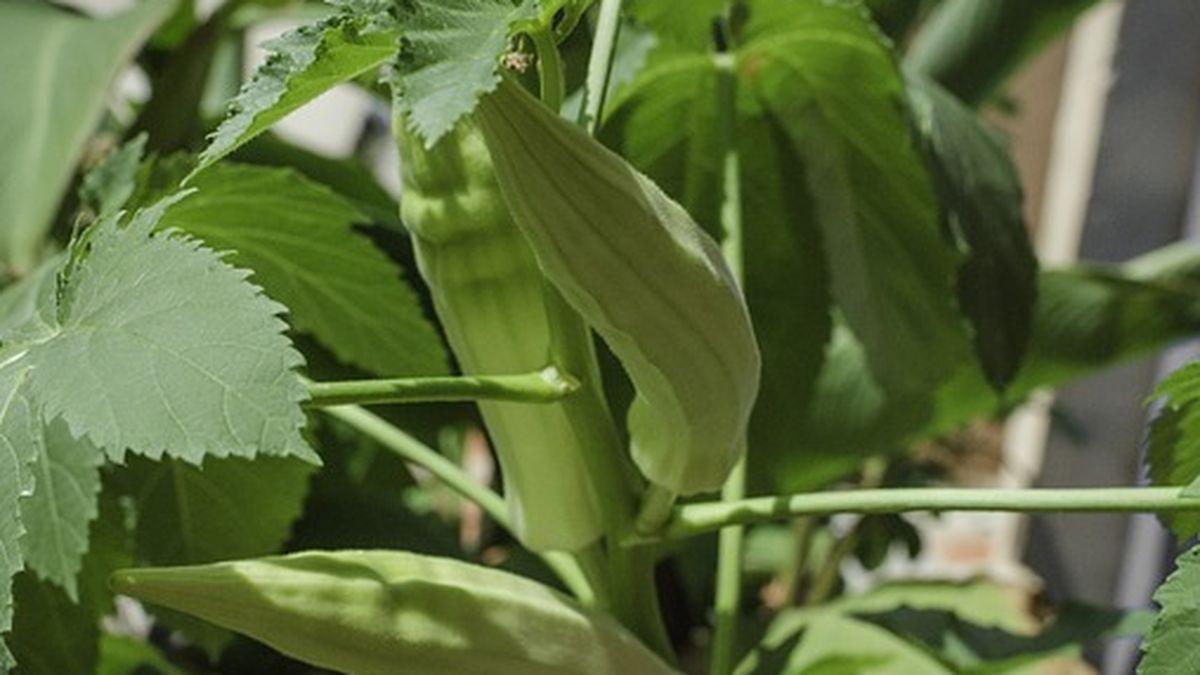 Mudah, Begini Cara Menanam Okra