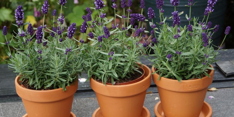 Cara Menanam Bunga Lavender di Pot, Bisa untuk Hiasan di Rumah