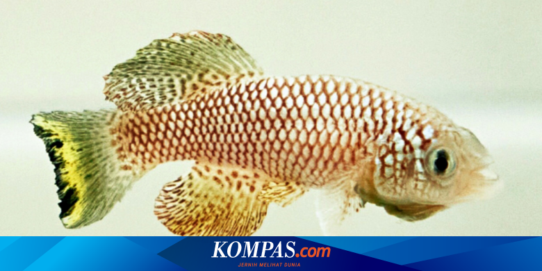 Adaptasi Ikan Killfish Bertahan di Kekeringan Berbulan-bulan